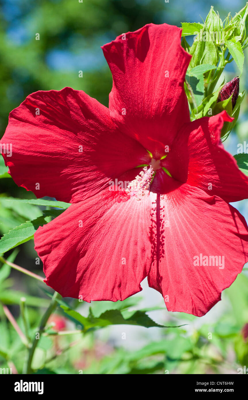 China rose flower hi-res stock photography and images - Alamy