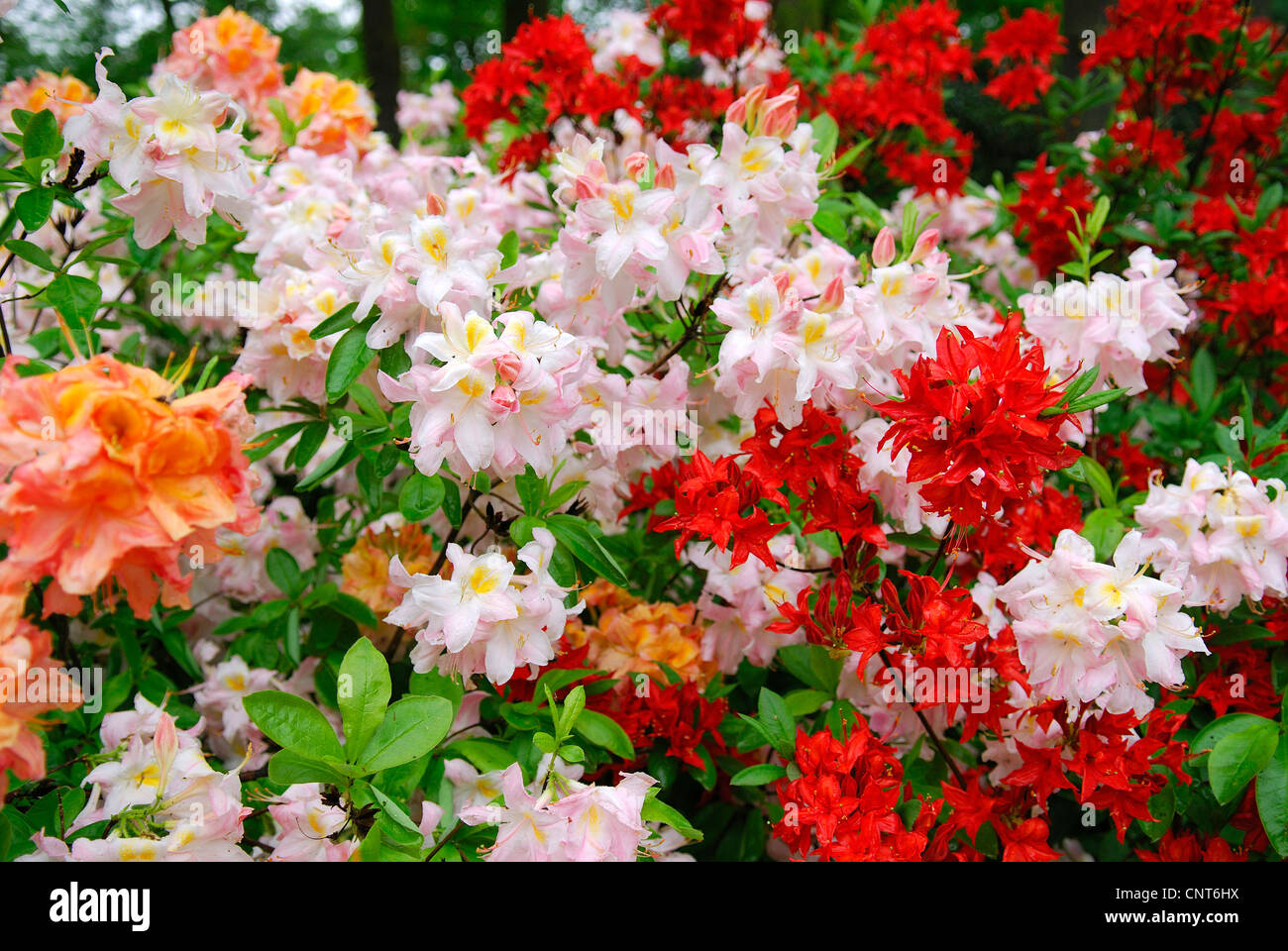 rhododendron (Rhododendron spec.), different coloured cultivars Stock ...