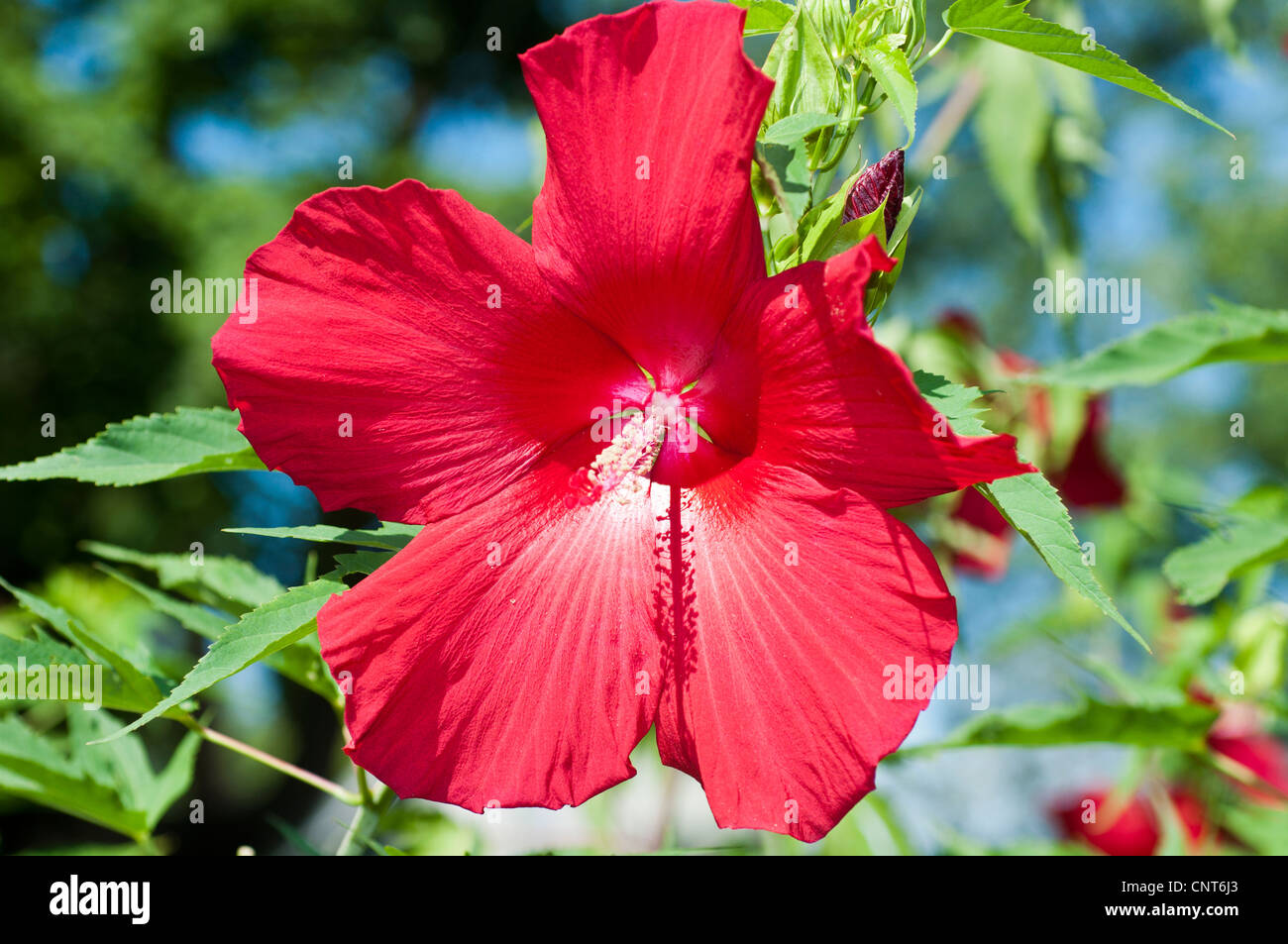Red flower close up of Hibiscus China Rose, Hibiscus rosa-sinensis ...