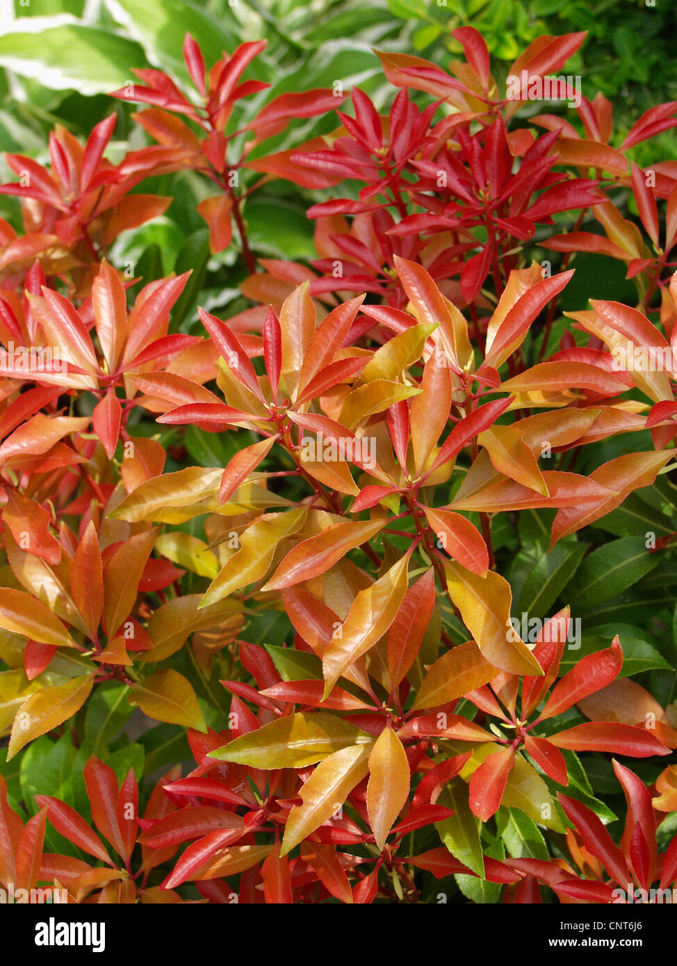 Lily of the valley shrub pieris japonica hi-res stock photography and ...