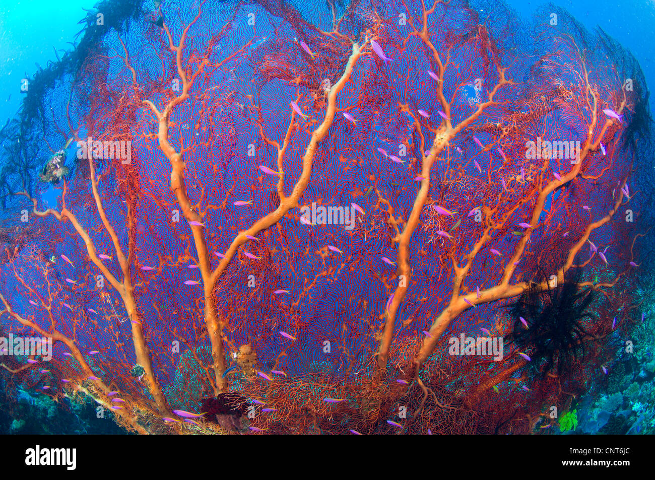 A red sea fan (Melthaea sp.) with purple anthias fish, Kimbe Bay, Papua ...