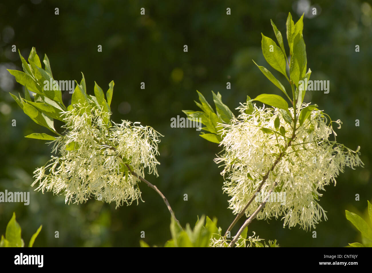 Fringetree hi-res stock photography and images - Alamy