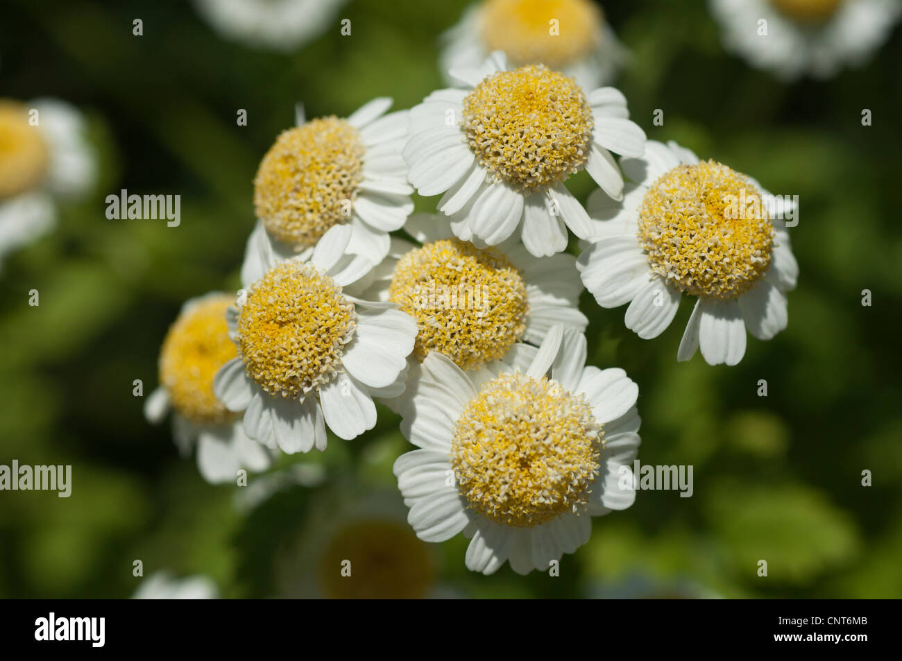 Feverfew tanacetum parthenium asteraceae hi-res stock photography and ...