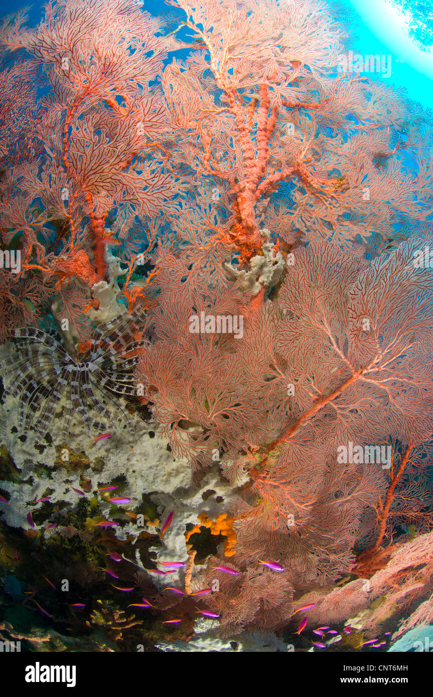 Colourful sea fan (Melithaea sp.) with crinoid, Restorf Island, Kimbe ...
