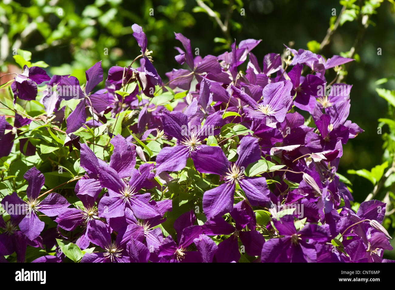 Many purple violet flowers of Clematis cultivar growing in the garden ...