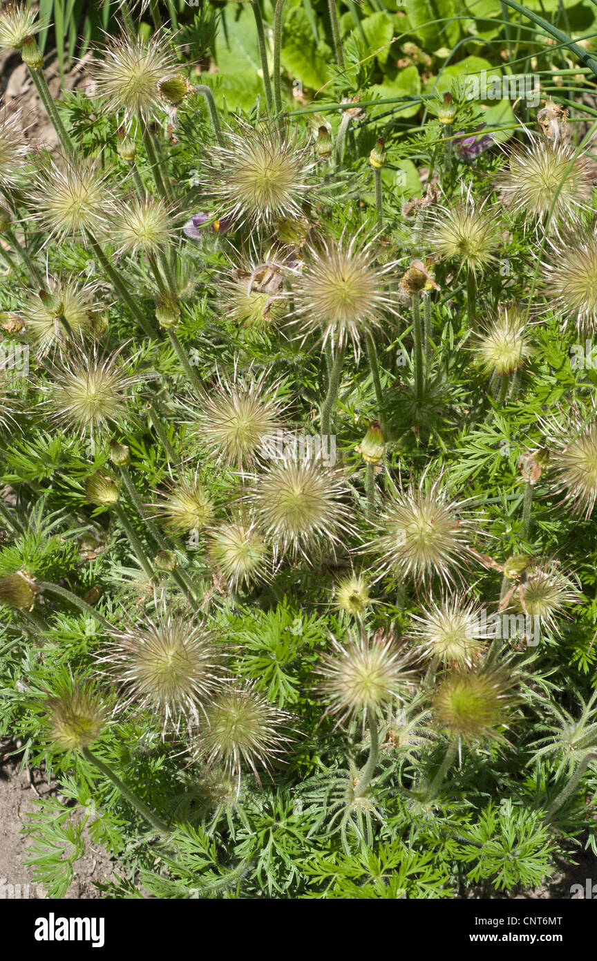 Seeds of clematis hi-res stock photography and images - Alamy
