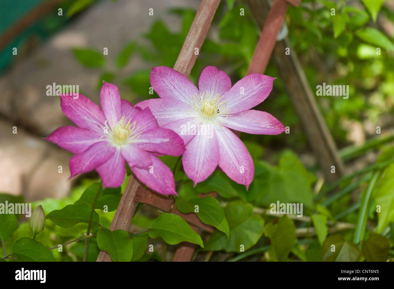 Two pink flowers of Clematis cultivar growing in the garden Stock Photo ...