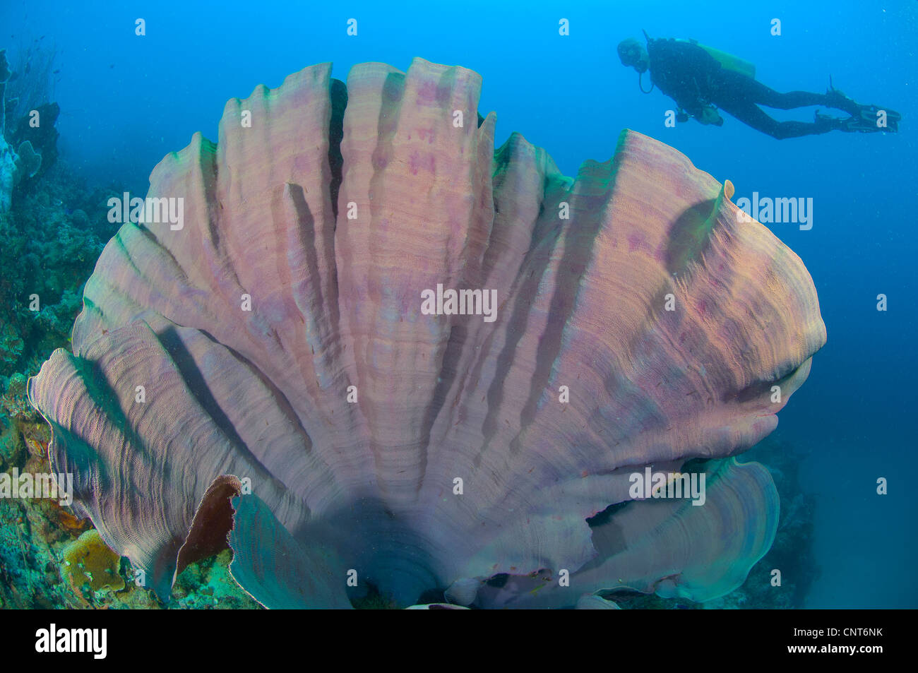 Purple elephant ear sponge (Ianthella basta) with diver, Restorf Island ...