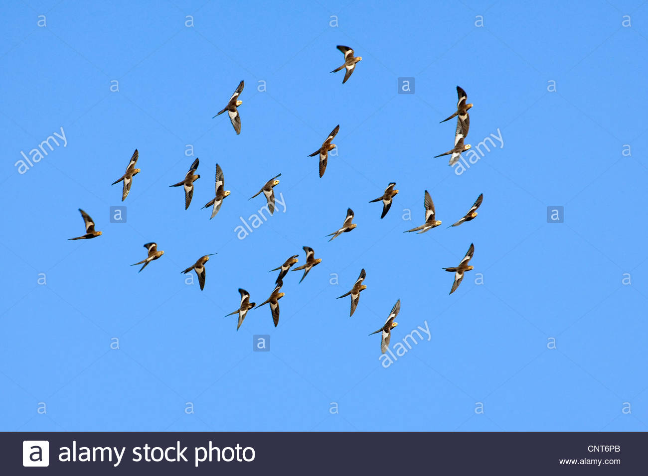 Cockatiel Stock Photos & Cockatiel Stock Images - Alamy