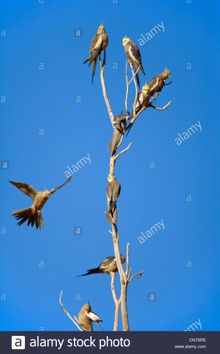 Cockatiel Stock Photos & Cockatiel Stock Images - Alamy