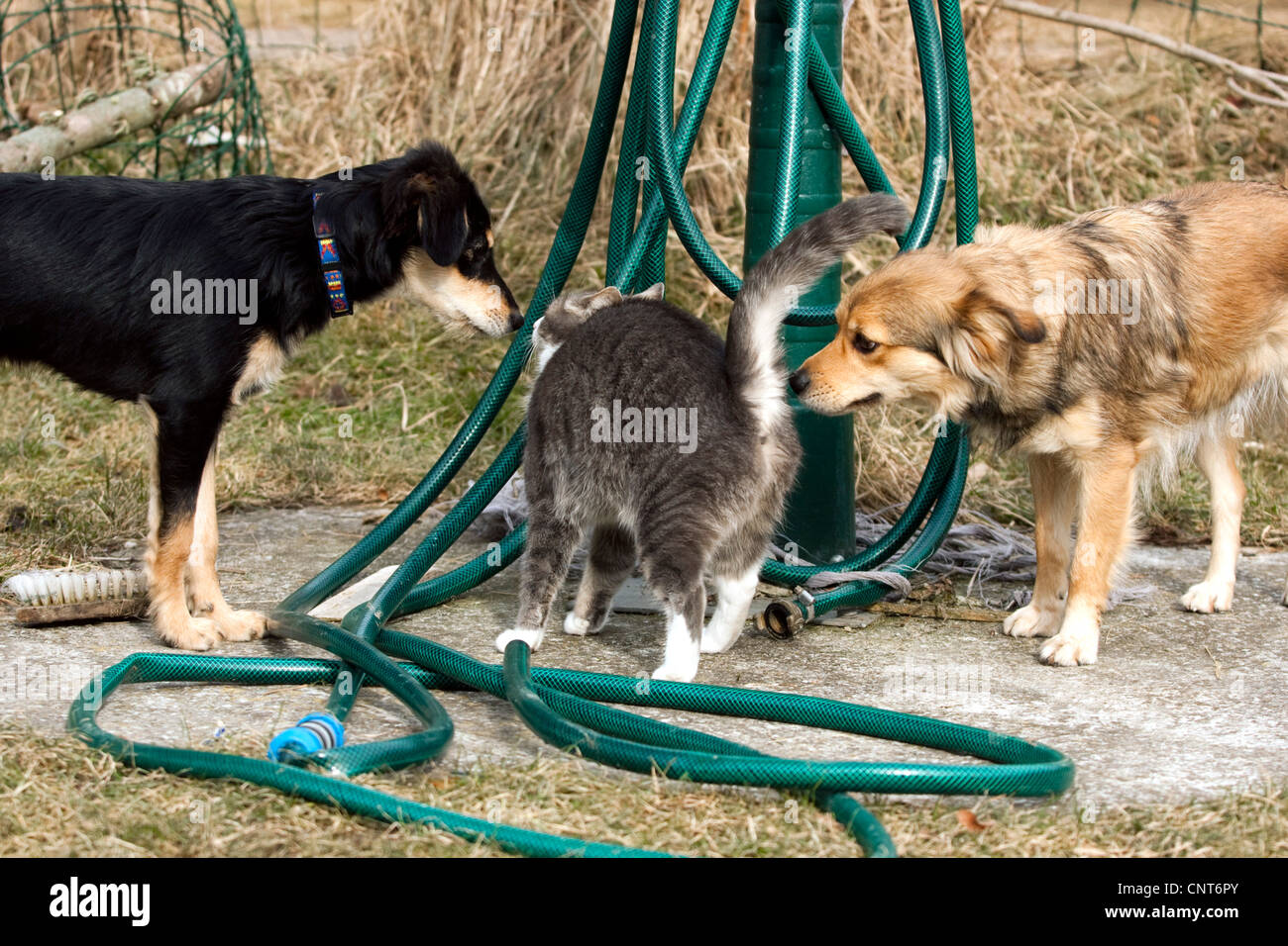 Why Is My Dog Walking With Her Back Arched