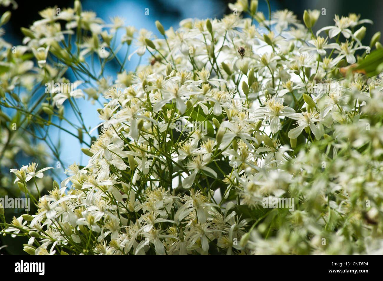 Sweet Autumn Clematis, Clematis terniflora var. mandshurica Stock Photo ...