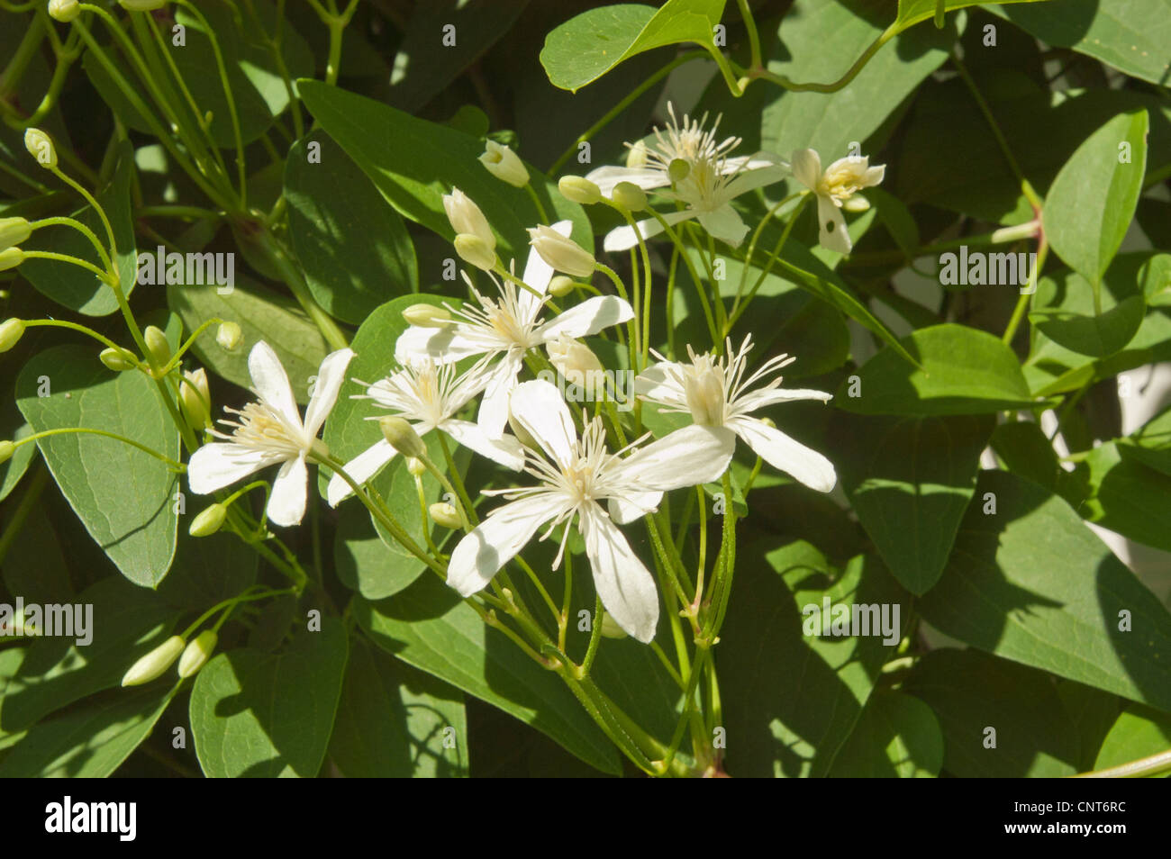 Sweet Autumn Clematis, Clematis terniflora var. mandshurica Stock Photo ...