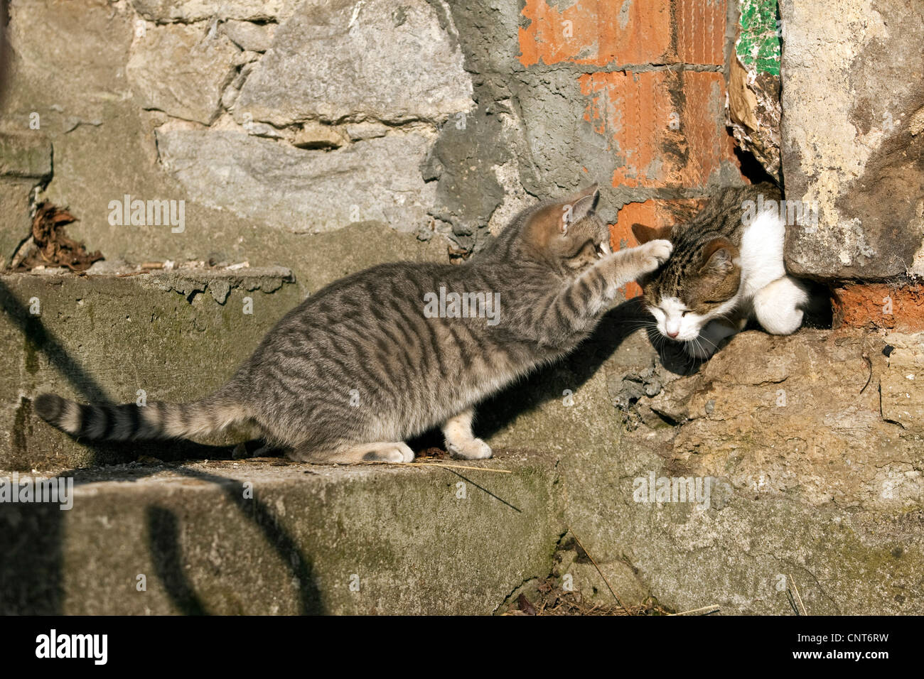 Head slap hi-res stock photography and images - Alamy