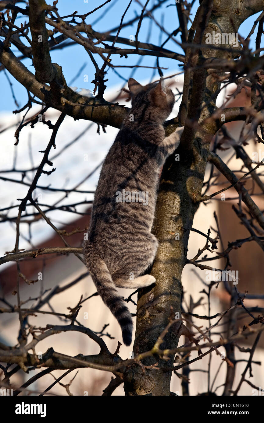 domestic cat, house cat (Felis silvestris f. catus), climbing on a tree ...