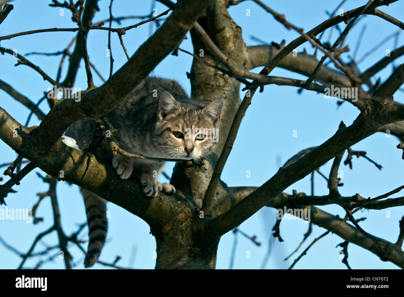 Plant instinct hi-res stock photography and images - Alamy