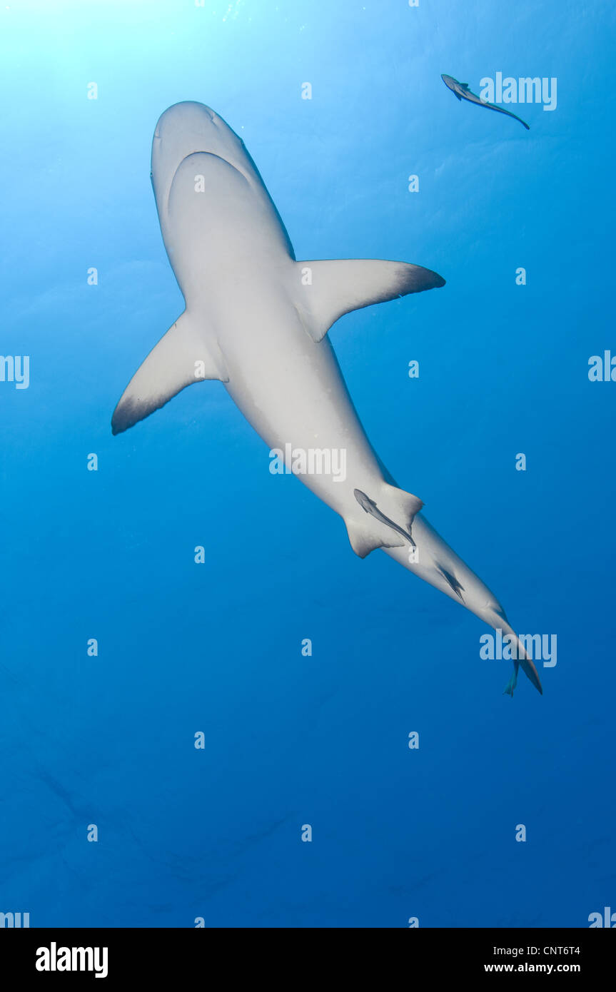 Shark underside underneath sharks hi-res stock photography and images ...