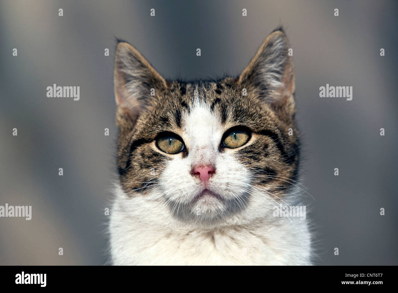domestic cat, house cat (Felis silvestris f. catus), head Stock Photo ...