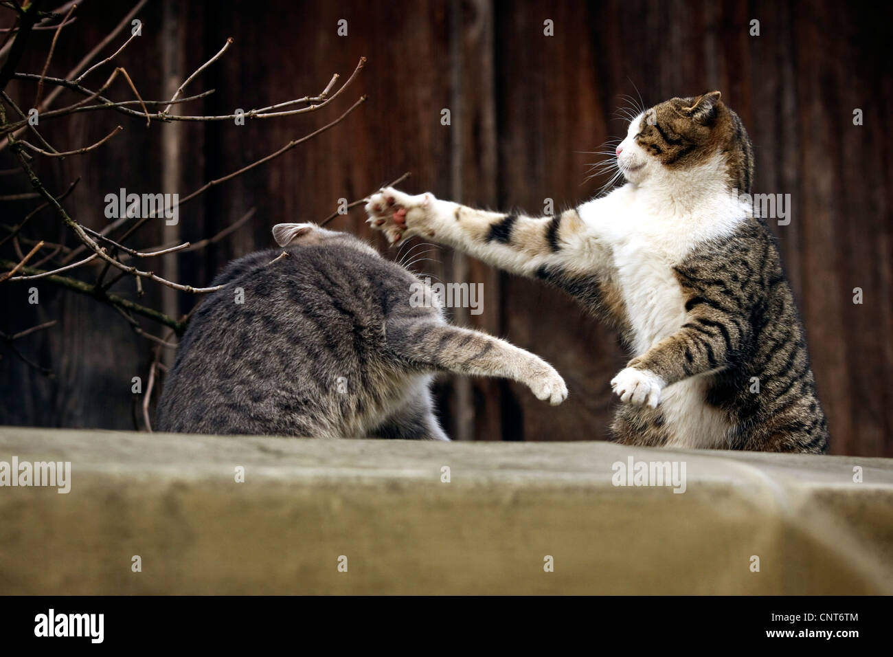 domestic cat, house cat (Felis silvestris f. catus), 2 animals fighting ...