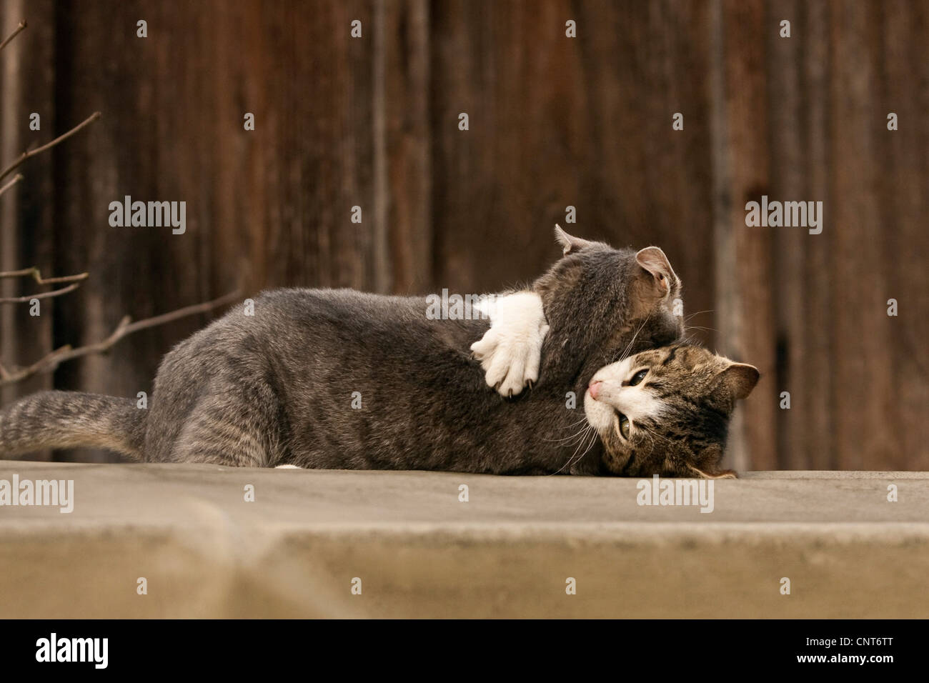 domestic cat, house cat (Felis silvestris f. catus), 2 animals ...