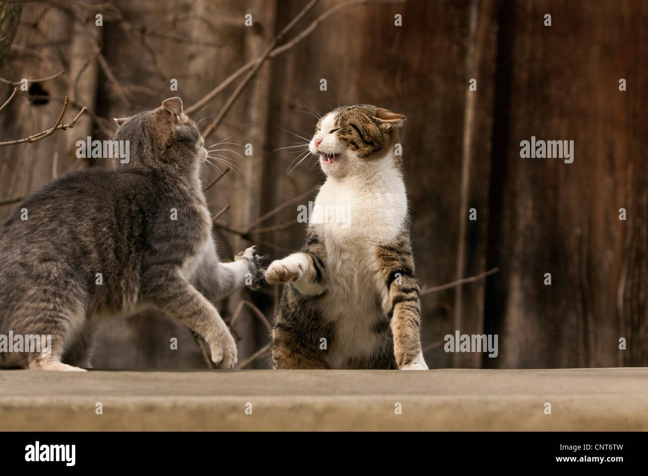 Cats fighting hi-res stock photography and images - Alamy