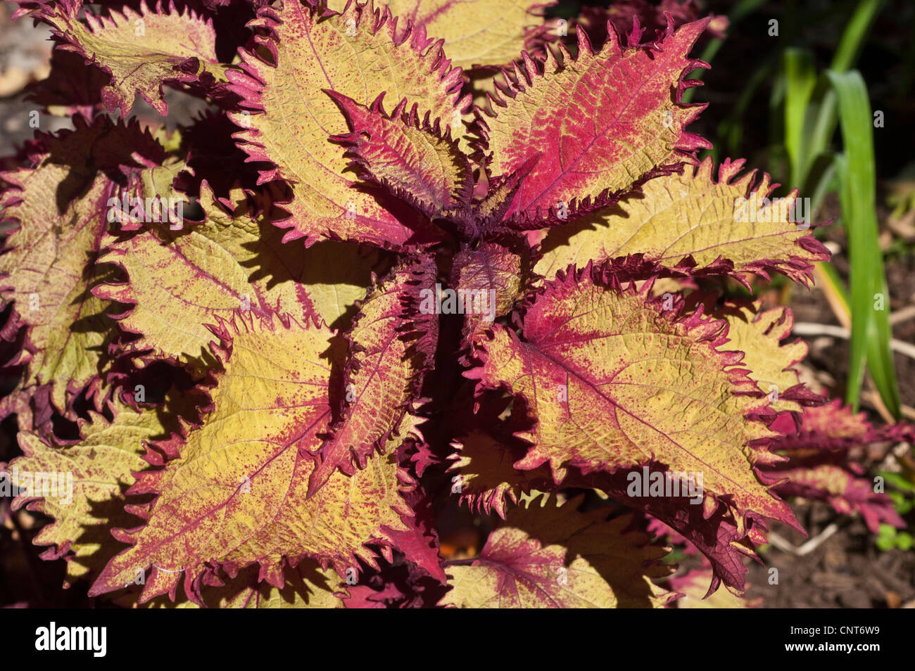 Vibrant yellow and red serrated leaves of coleus, Solenostemon ...