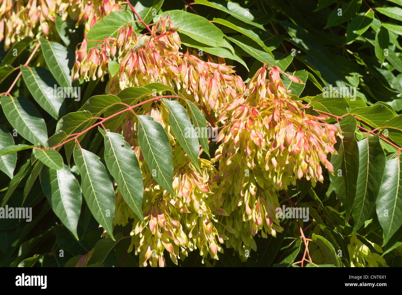 Foliage and fruits of tree of heaven hi-res stock photography and ...