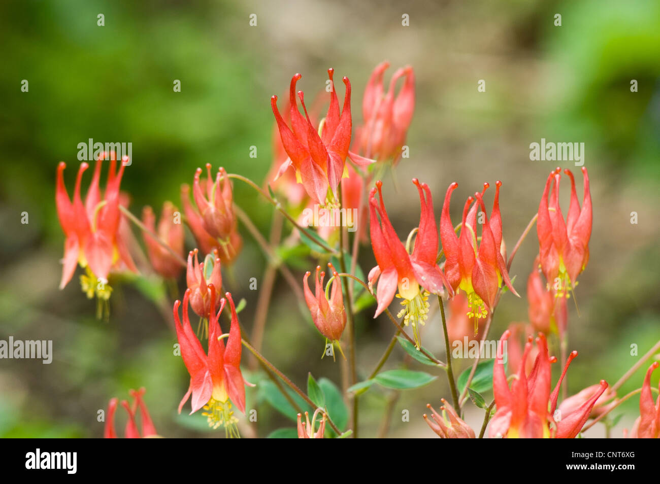 Canadian columbine hi-res stock photography and images - Alamy