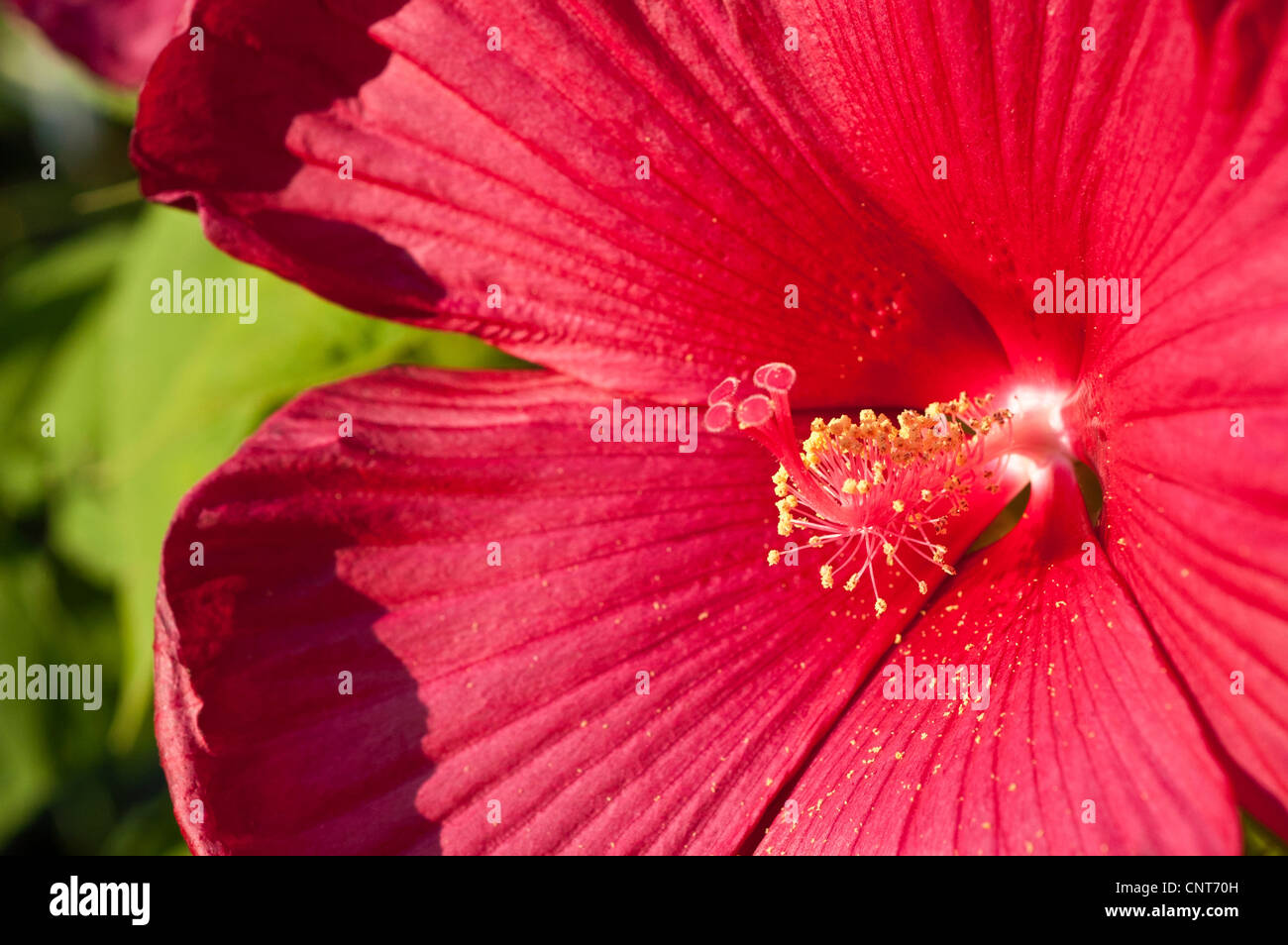 China rose flower hi-res stock photography and images - Alamy