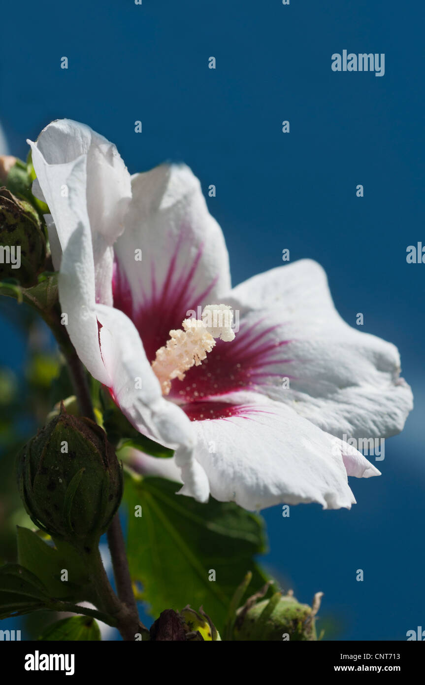Shrub althe hi-res stock photography and images - Alamy