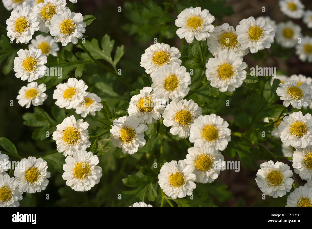 Many white and yellow flowers of feverfew hi-res stock photography and ...
