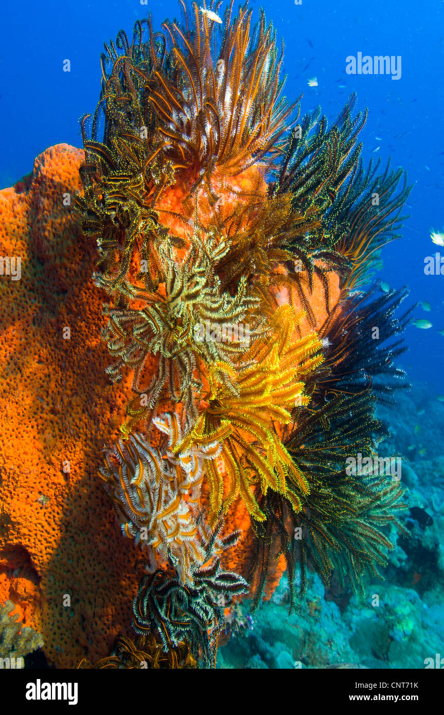 A colony of multi-colored Crinoid feather stars (Crinoid sp) attached ...