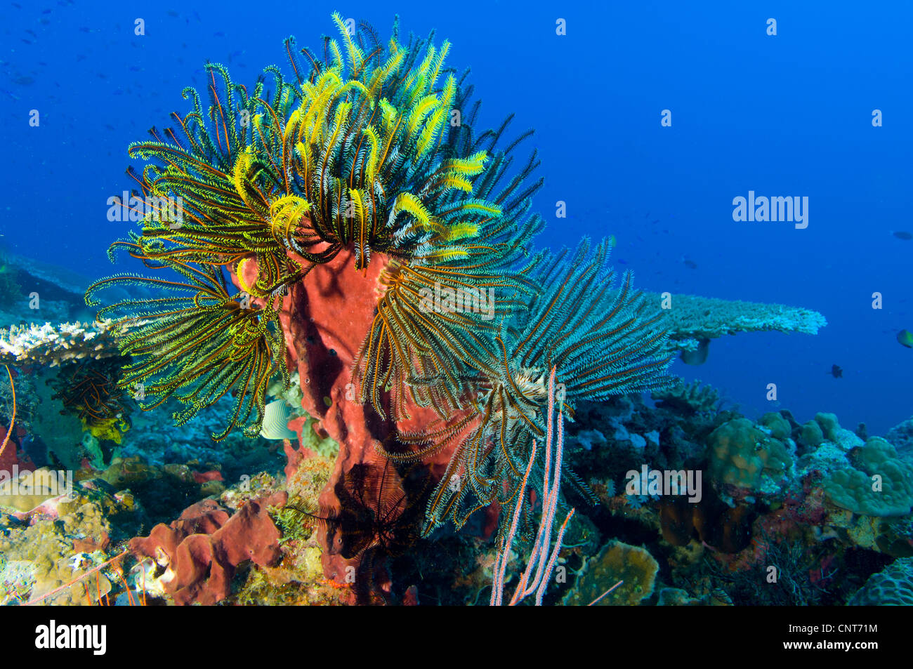 A colony of multi-colored Crinoid feather stars (Crinoid sp) attached ...