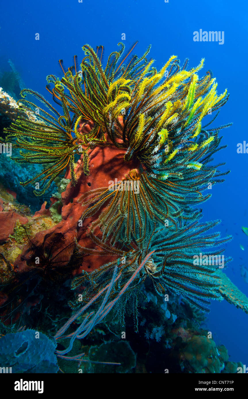A colony of multi-colored Crinoid feather stars (Crinoid sp) attached ...