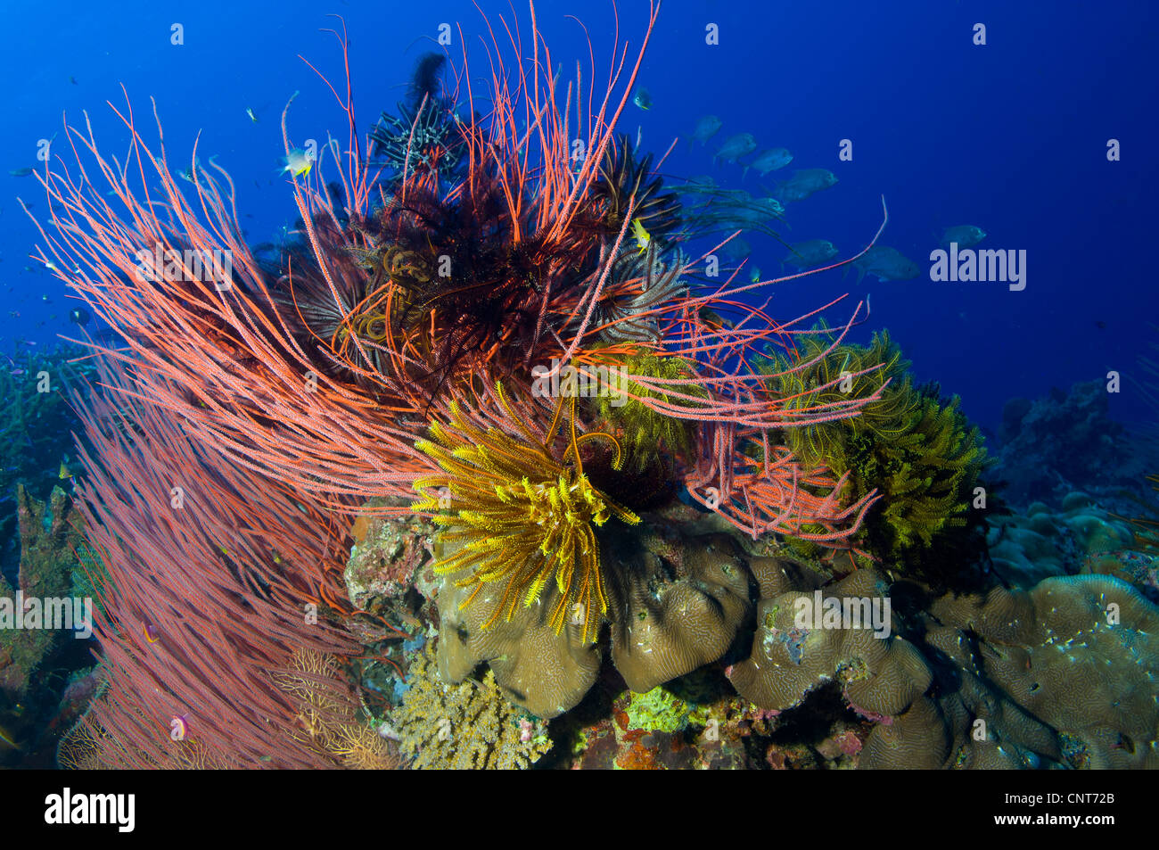 A colony of red whip fan corals (Ctenocella sp.) with yellow and black ...