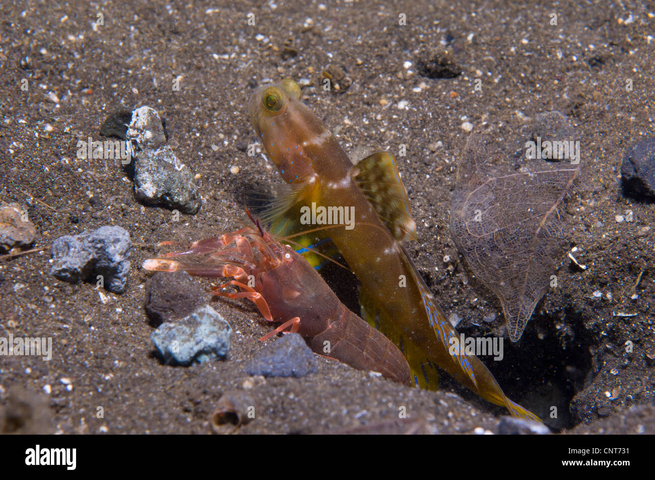 Shrimp goby and snapping shrimp look out their burrow, Volcano crater ...