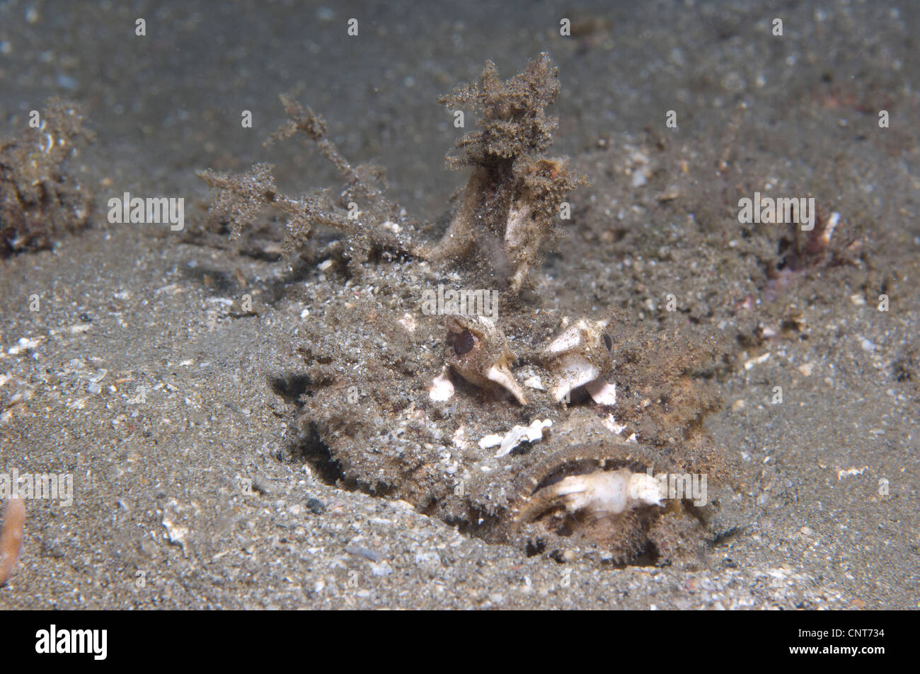 Spiny devilfish (Inimicus didactylus) camouflaged to match the volcanic ...