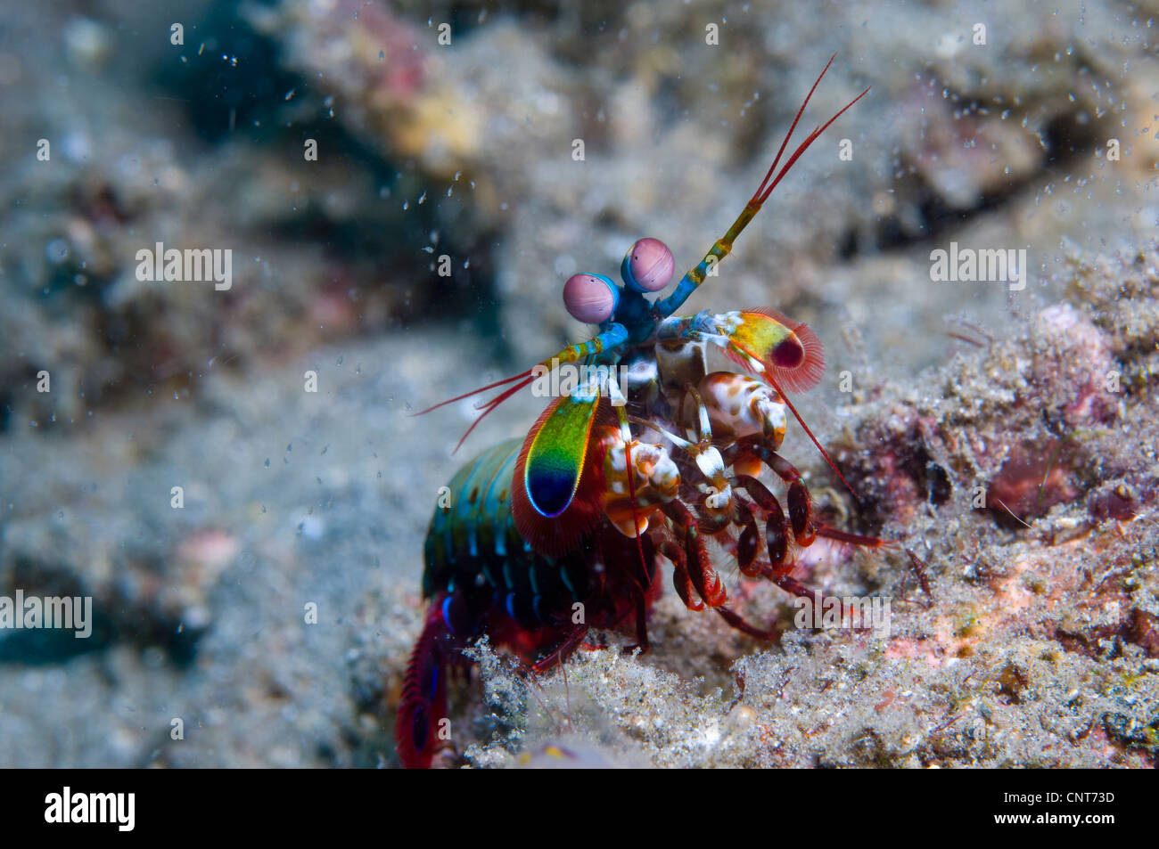 Mantis Shrimp (Odontodactylus scyallarus), Volcano crater, Witu Islands ...