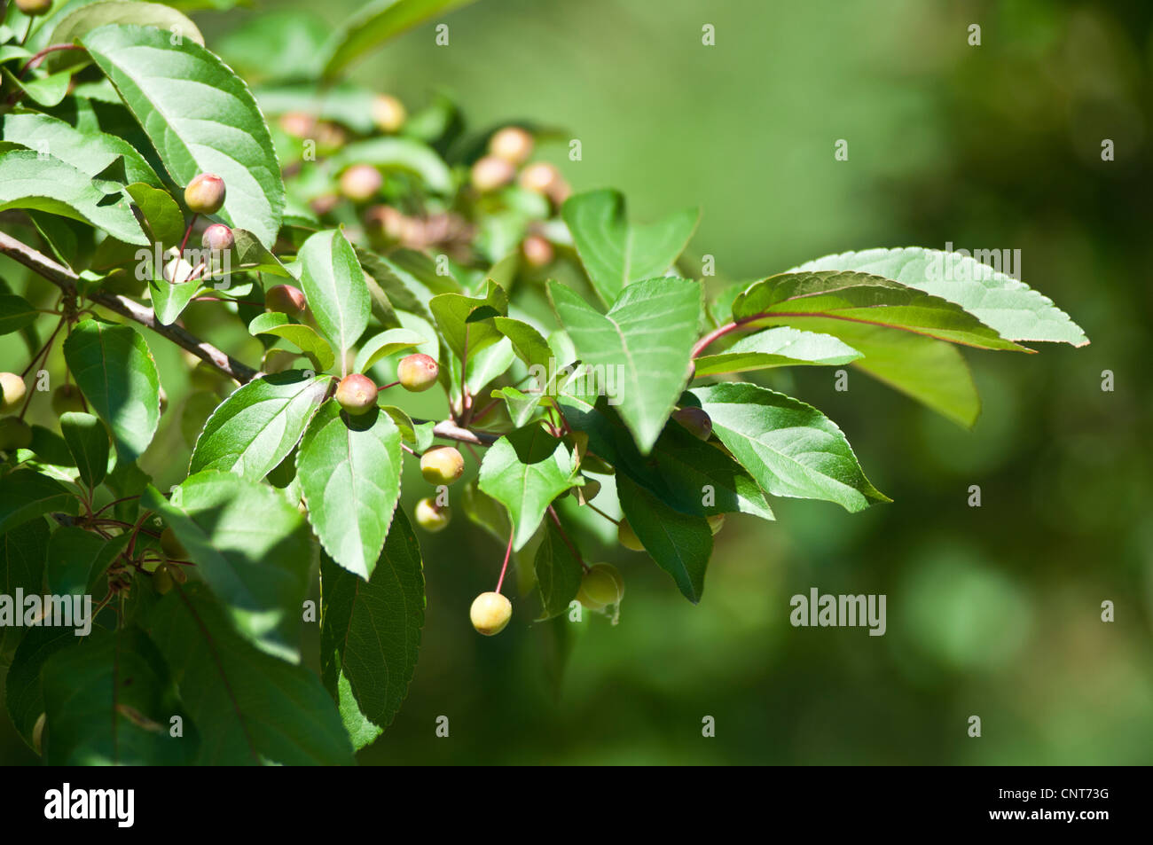 Branch with small yellow crab apples (Malus) in an orchard. Rosaceae ...