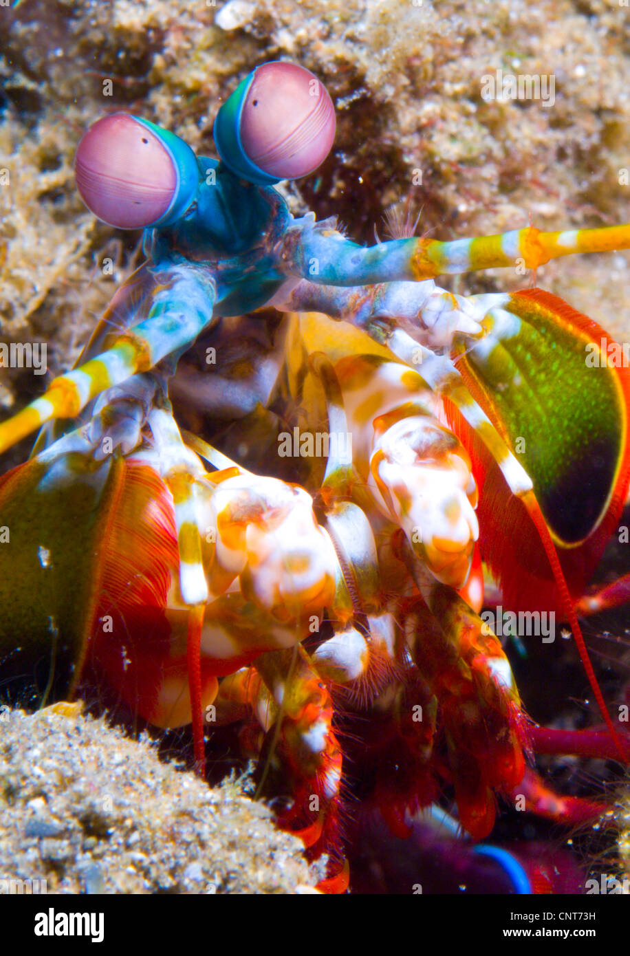 Volcano shrimp hi-res stock photography and images - Alamy