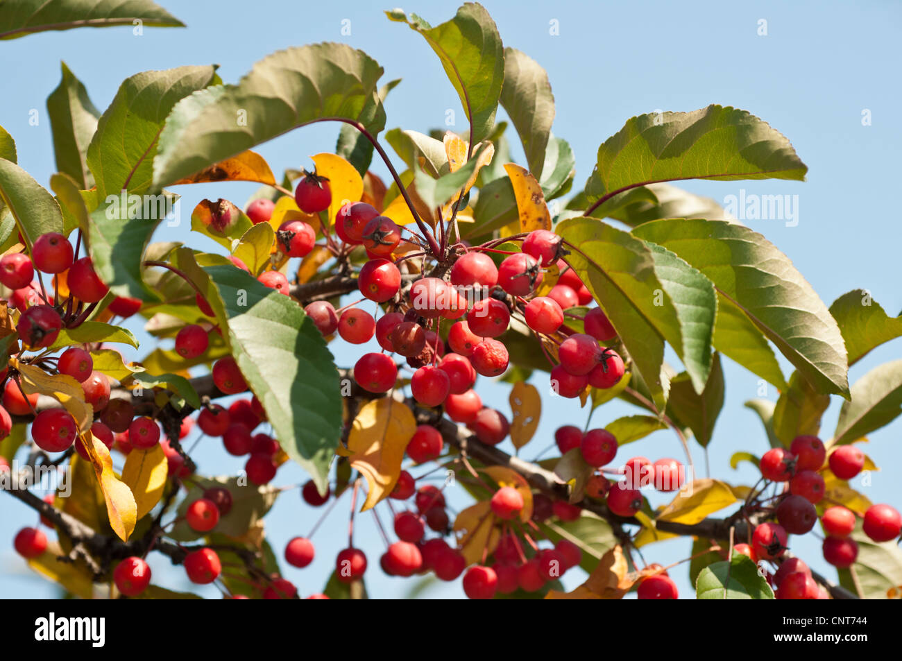 Small red crab apples hi-res stock photography and images - Alamy