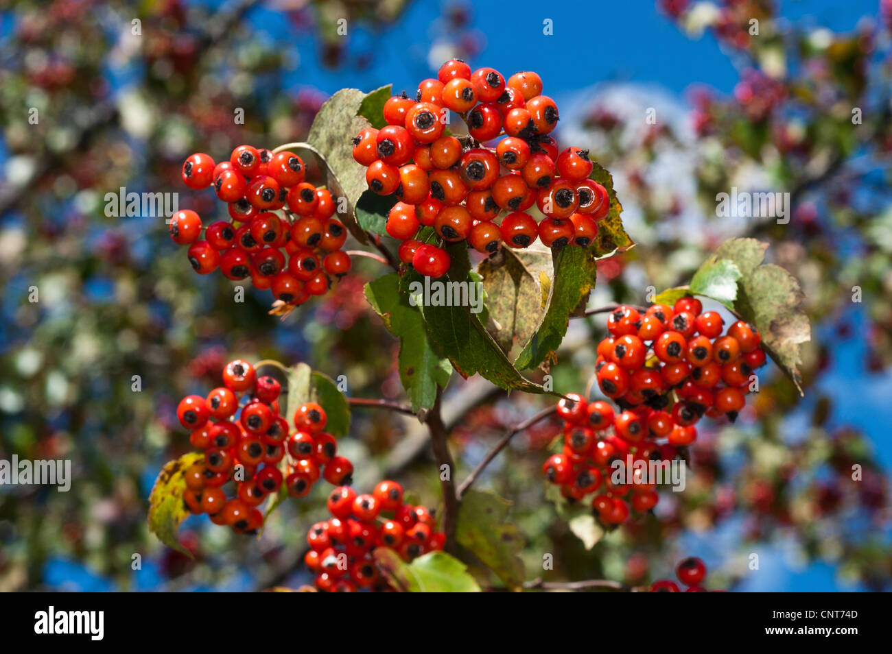 Washington hawthorn hi-res stock photography and images - Alamy