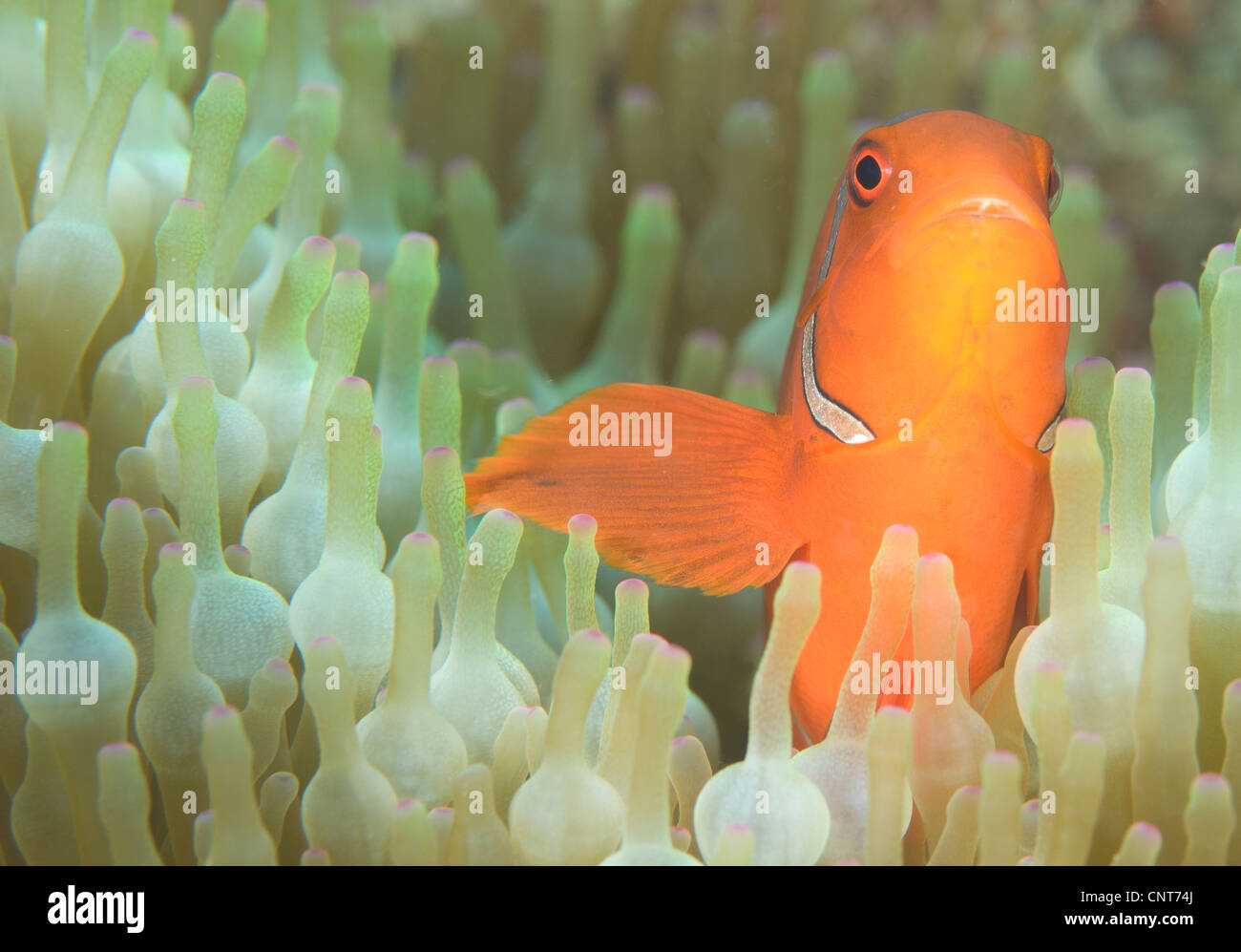Spinecheek anemonefish (Premnas biaculeatus) in anemone, Volcano crater ...