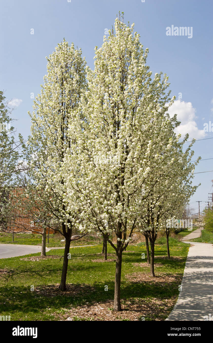 White full white blossom crabapple trees growing in park Stock Photo ...