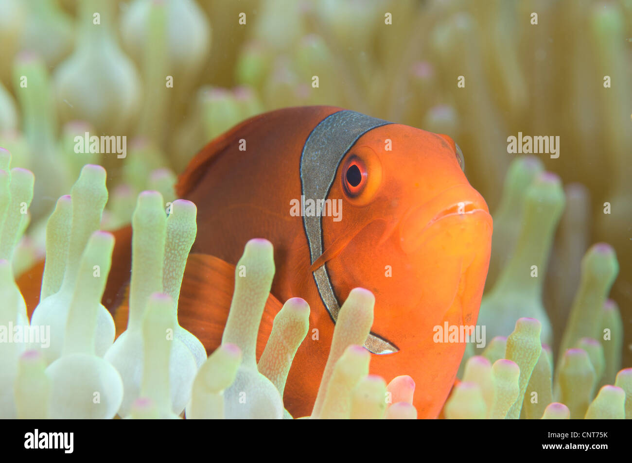 Spinecheek anemonefish (Premnas biaculeatus) in anemone, Volcano crater ...
