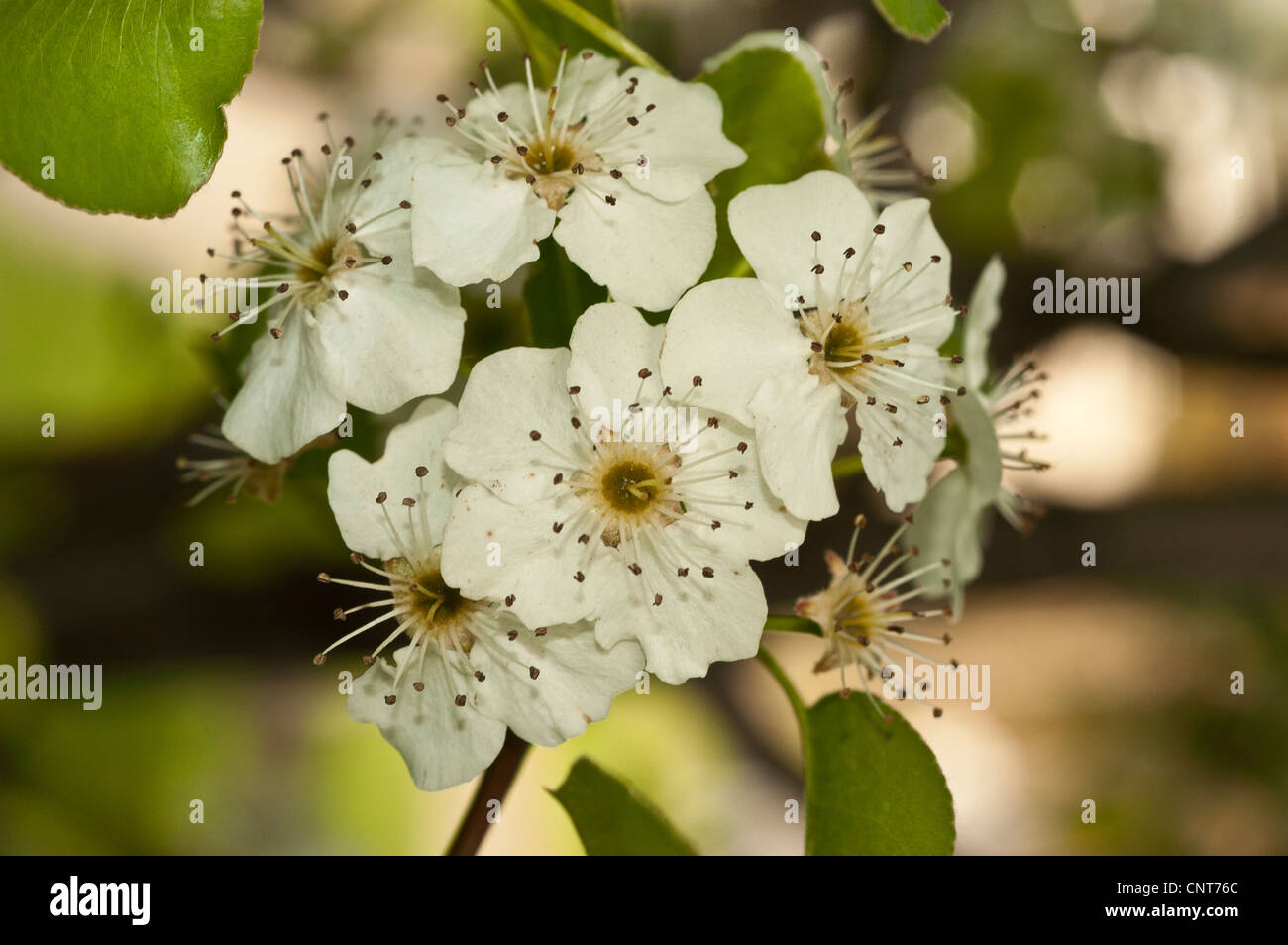 Many white flowers of crabapple tree, Malus Stock Photo - Alamy