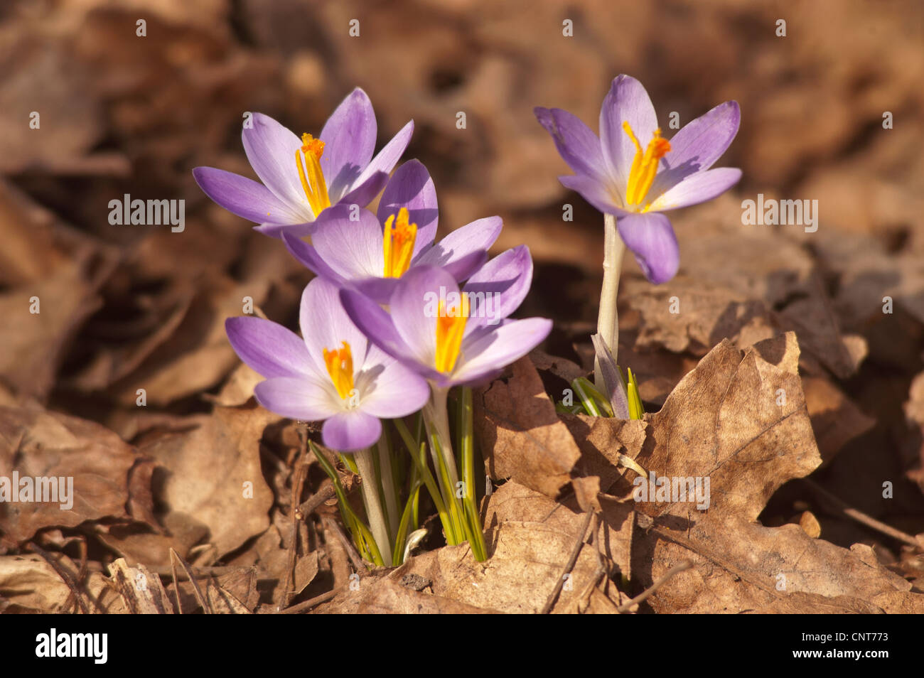 Four yellow violet purple crocuses, croci early Spring Stock Photo - Alamy