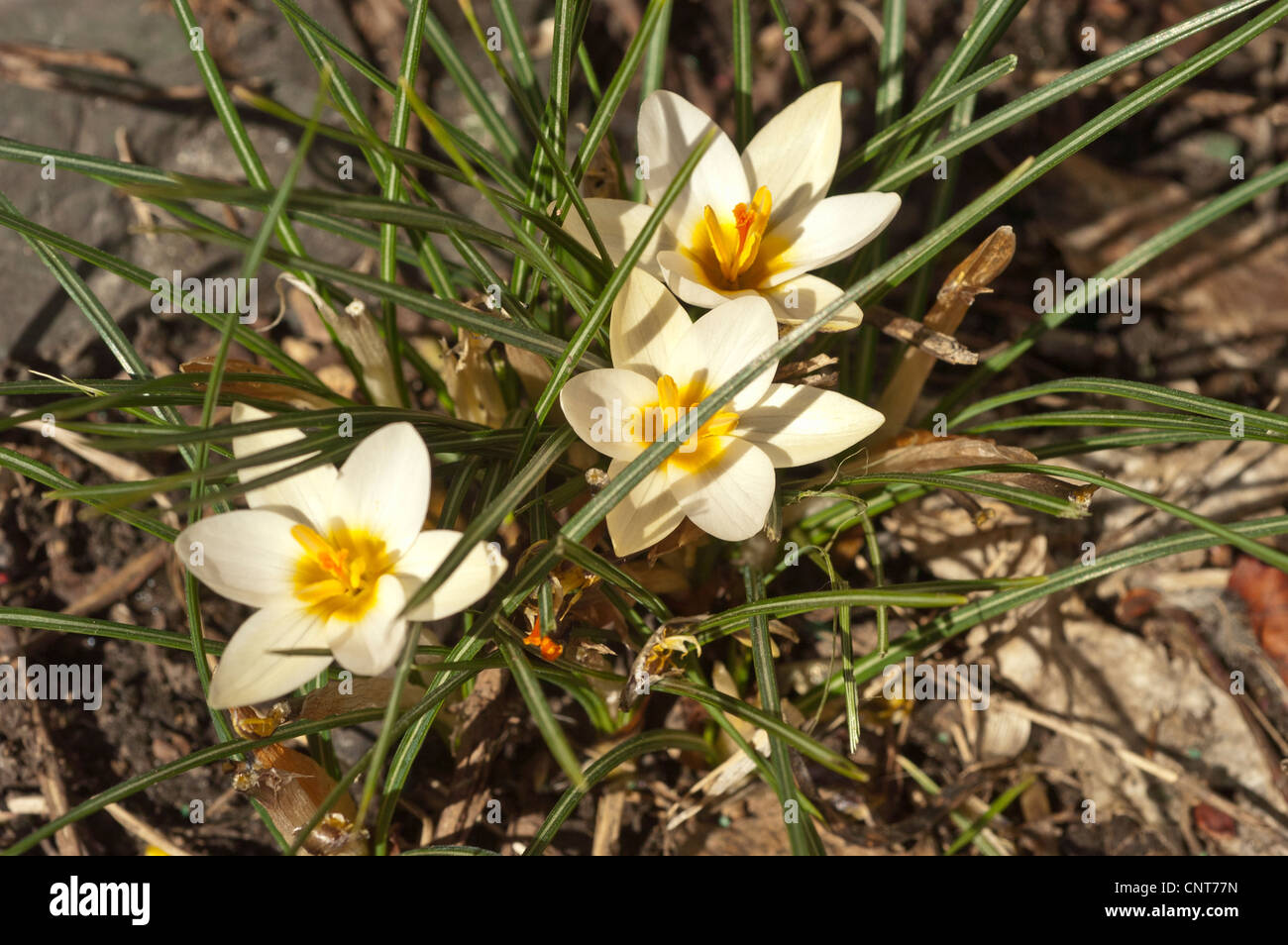 Many white yellow crocuses, croci early Spring Stock Photo - Alamy