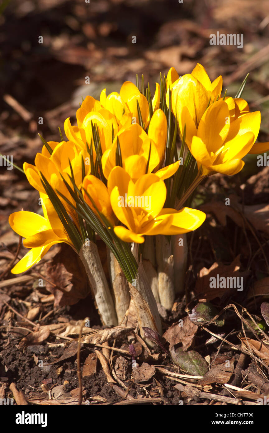Many yellow Crocus close up, croci early Spring Stock Photo - Alamy