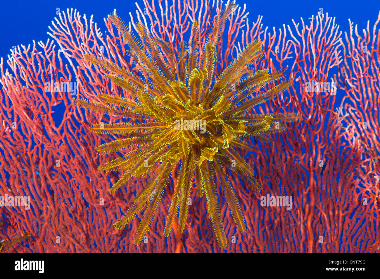 Yellow feather star (Crinoid Sp) on red sea fan, Kimbe bay, Papua New ...